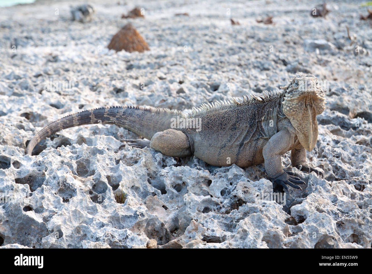 Cayo iguana hi-res stock photography and images - Alamy