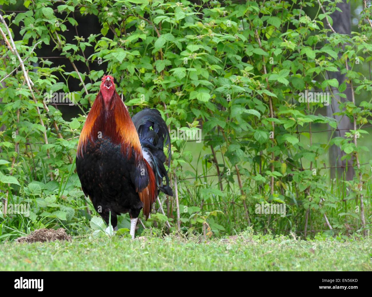 Free range beautiful rooster crowing, in an outdoor setting Stock Photo ...