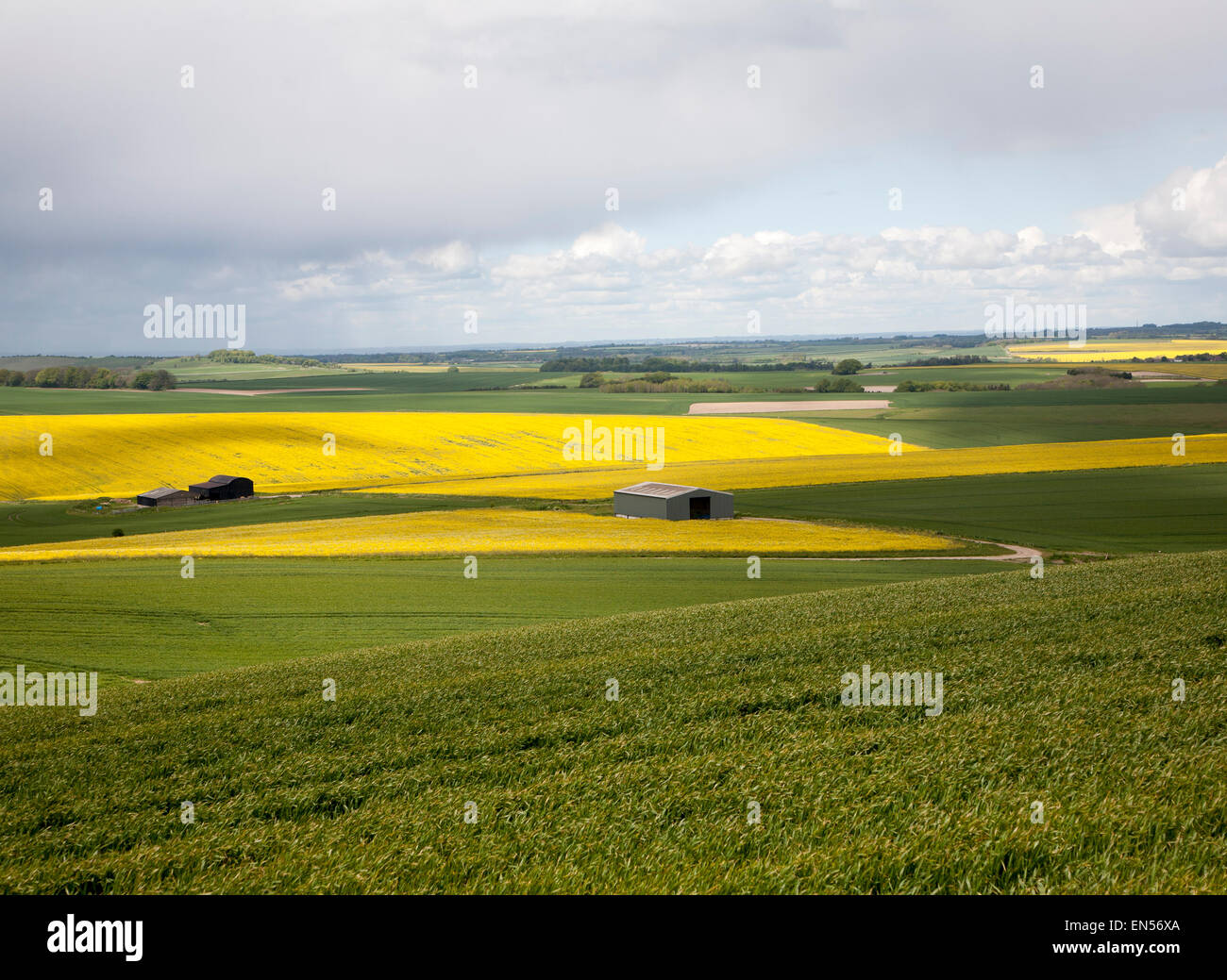 Chalk upland summer farming landscape on the Marlborough Downs, near ...
