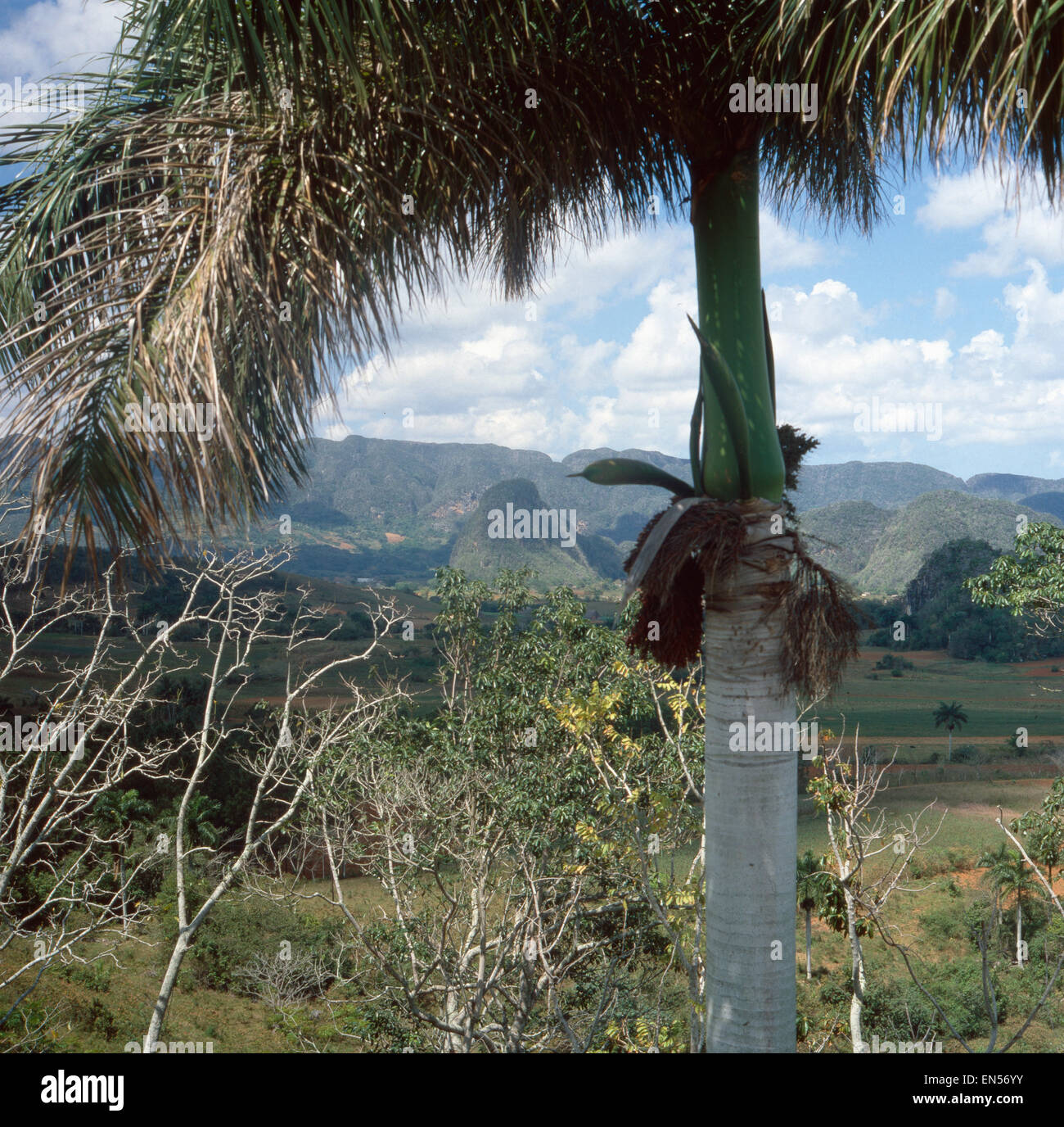 Die Landschaft des Viñales-Tal, Kuba 1980er Jahre. Landscape of Viñales ...