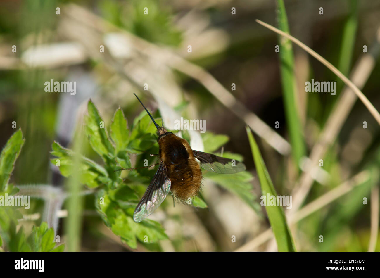 Bee Fly -Bombylius major on undergrowth Stock Photo - Alamy