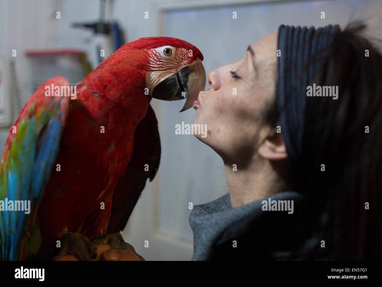 A new law does not allow wild animals to perform in dutch circus Renz ...