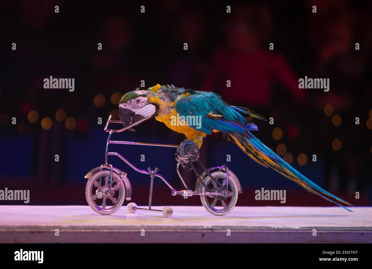 Circus Renz High Resolution Stock Photography and Images - Alamy