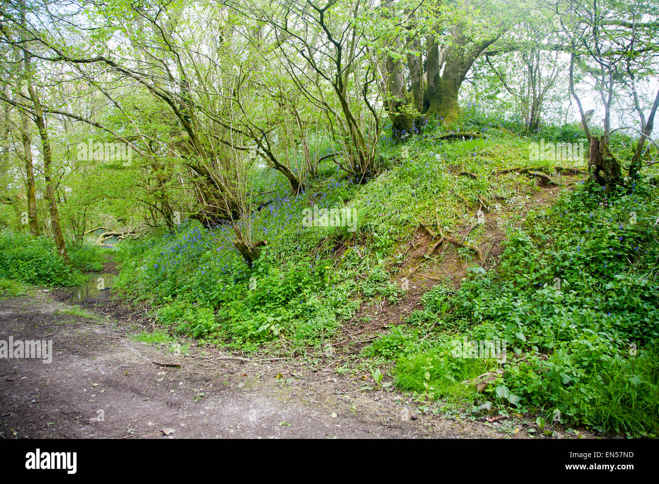 Ditch and embankment of the Wansdyke a Saxon defensive structure on All ...