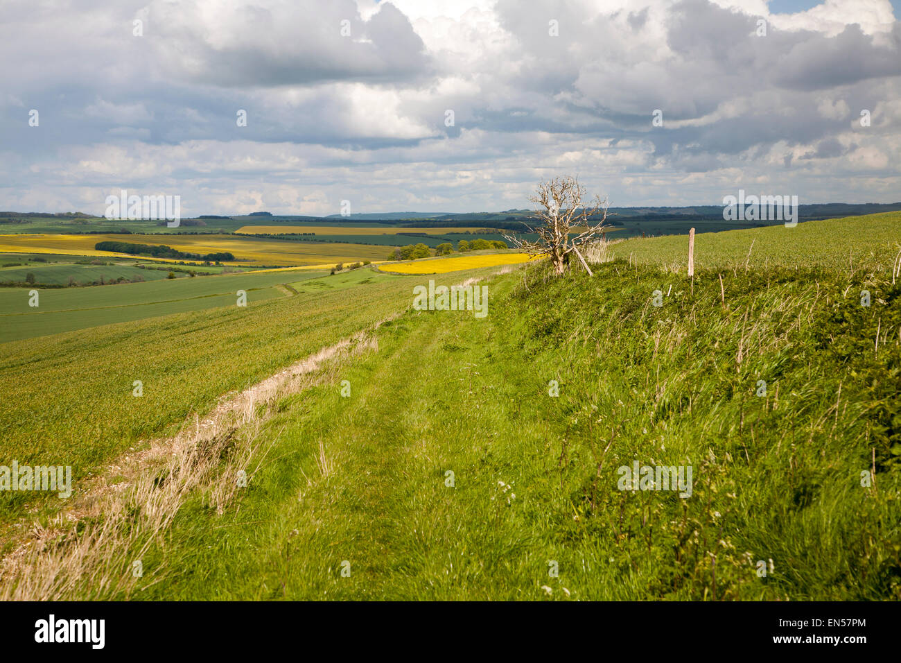 Pathway over chalk downland landscape upland scenery All Cannings Down ...