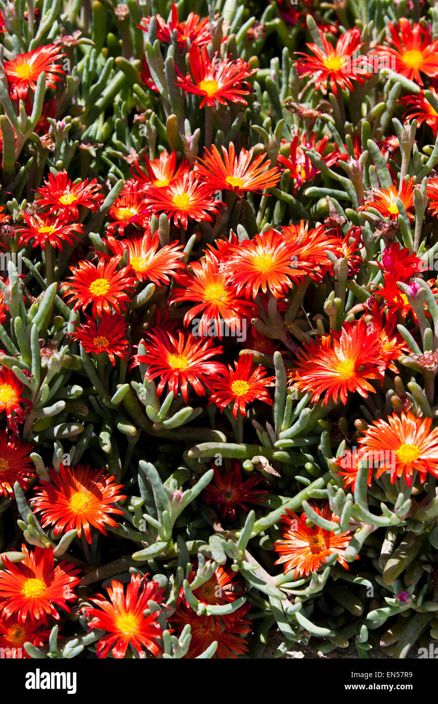 Ice Plant 'Red Mountain' (Delosperma dyeri Stock Photo - Alamy