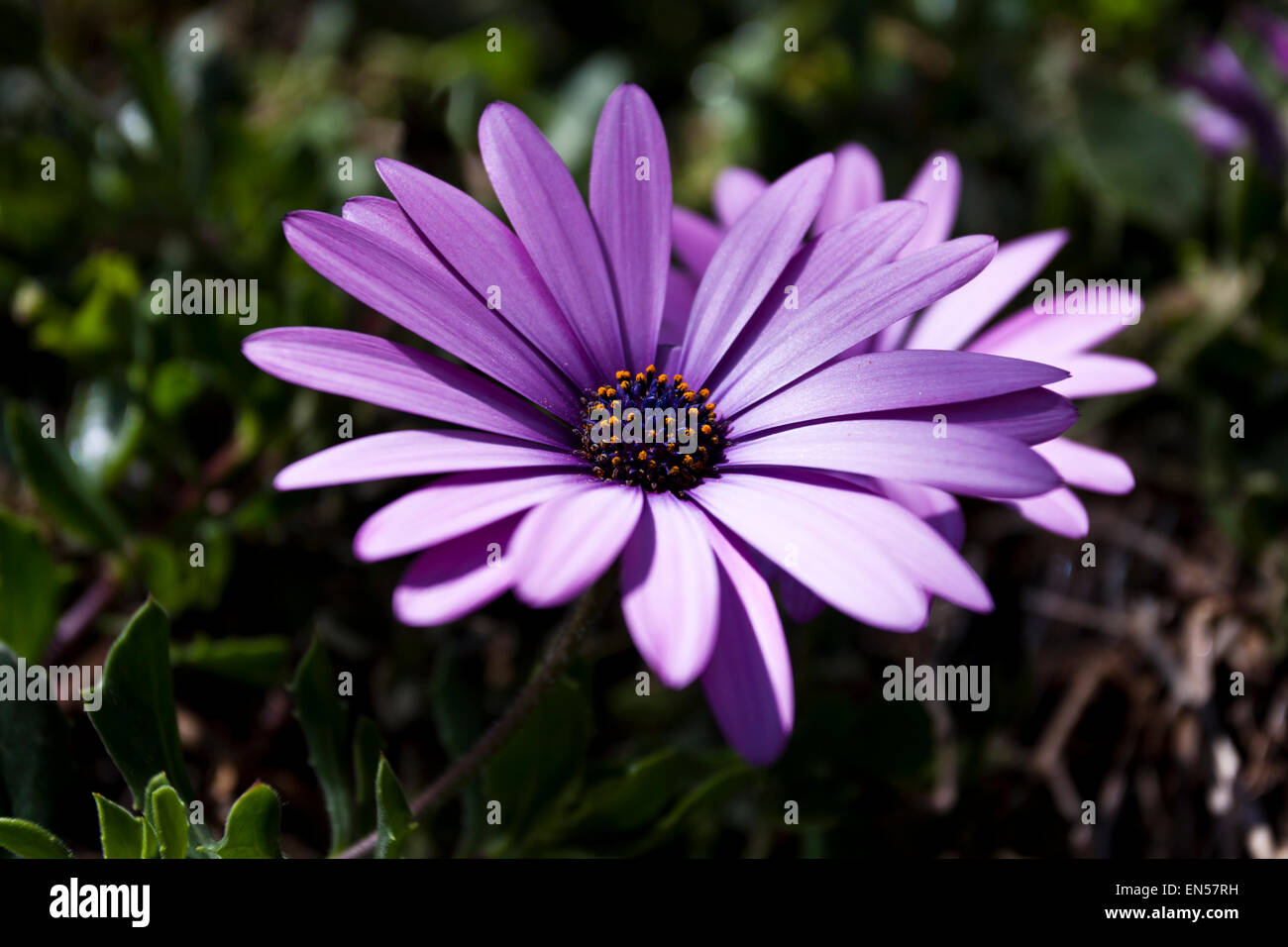 Violeta hi-res stock photography and images - Alamy