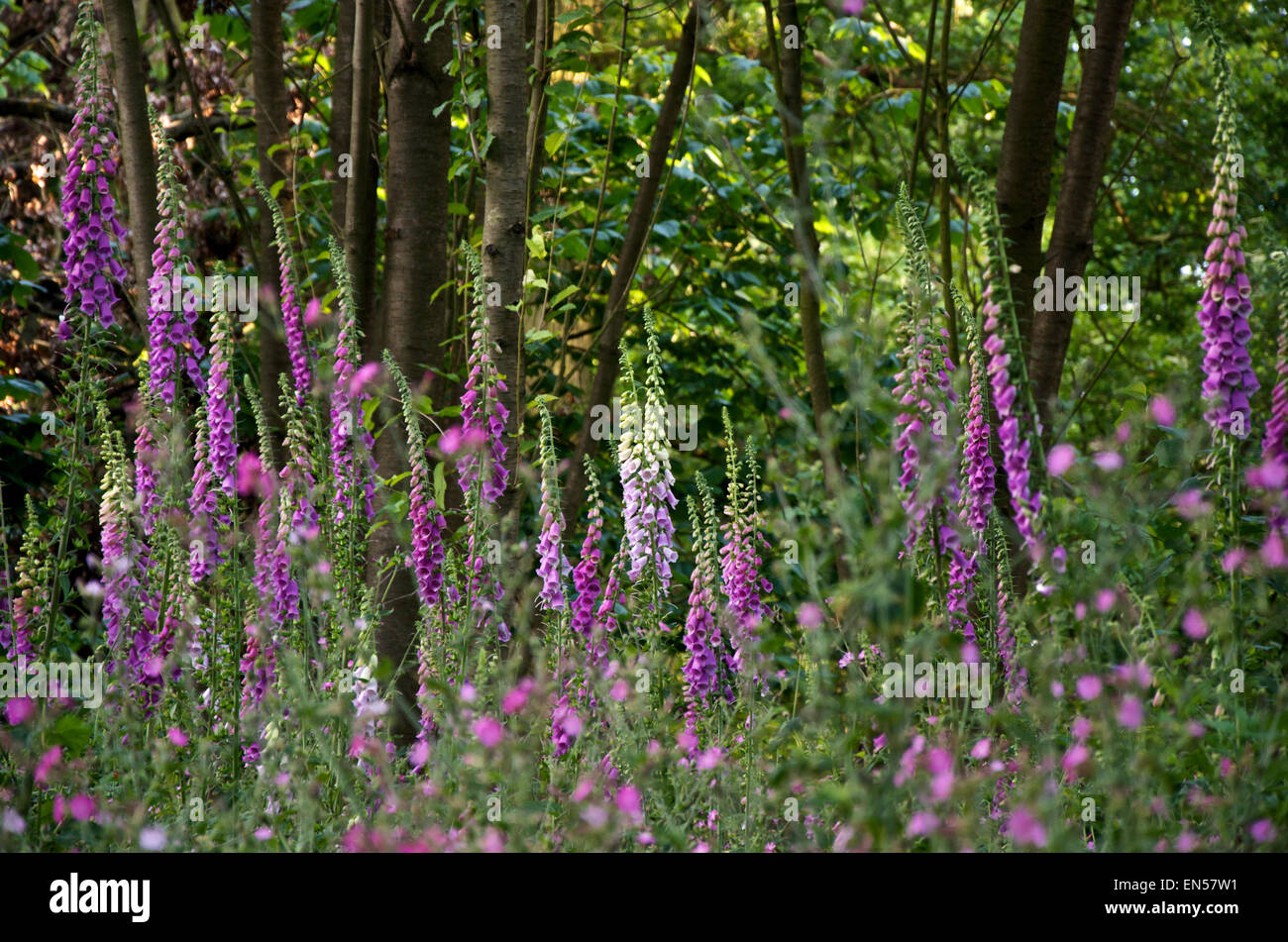 British foxgloves hi-res stock photography and images - Alamy
