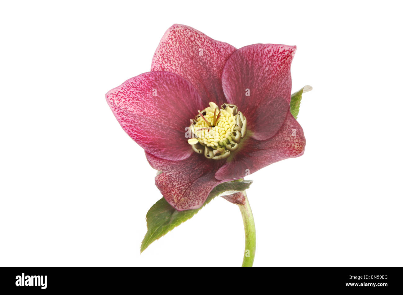 Dusky red Helliborus flower isolated against white Stock Photo - Alamy