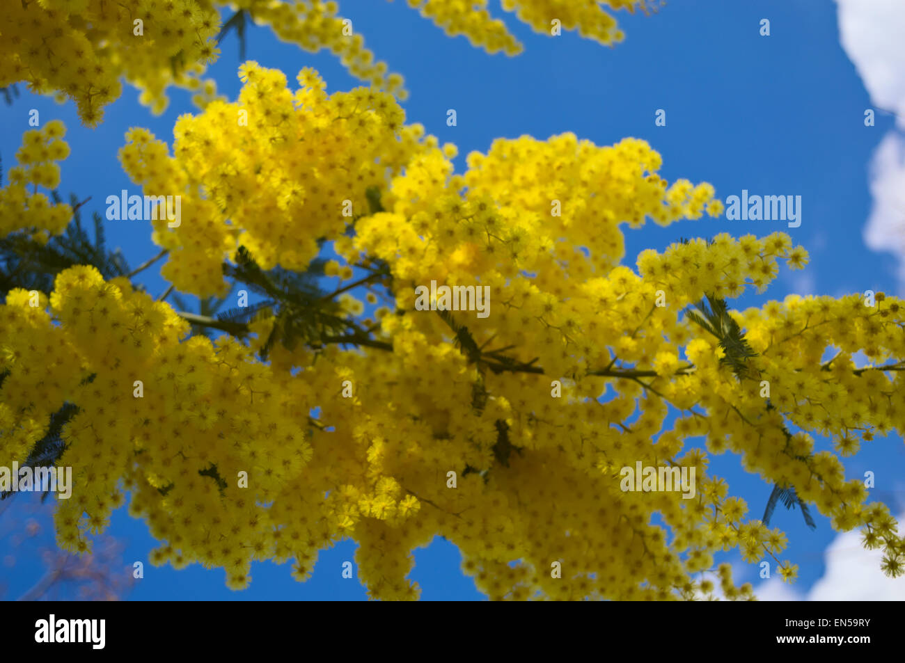 A branch of mimosa tree Stock Photo - Alamy