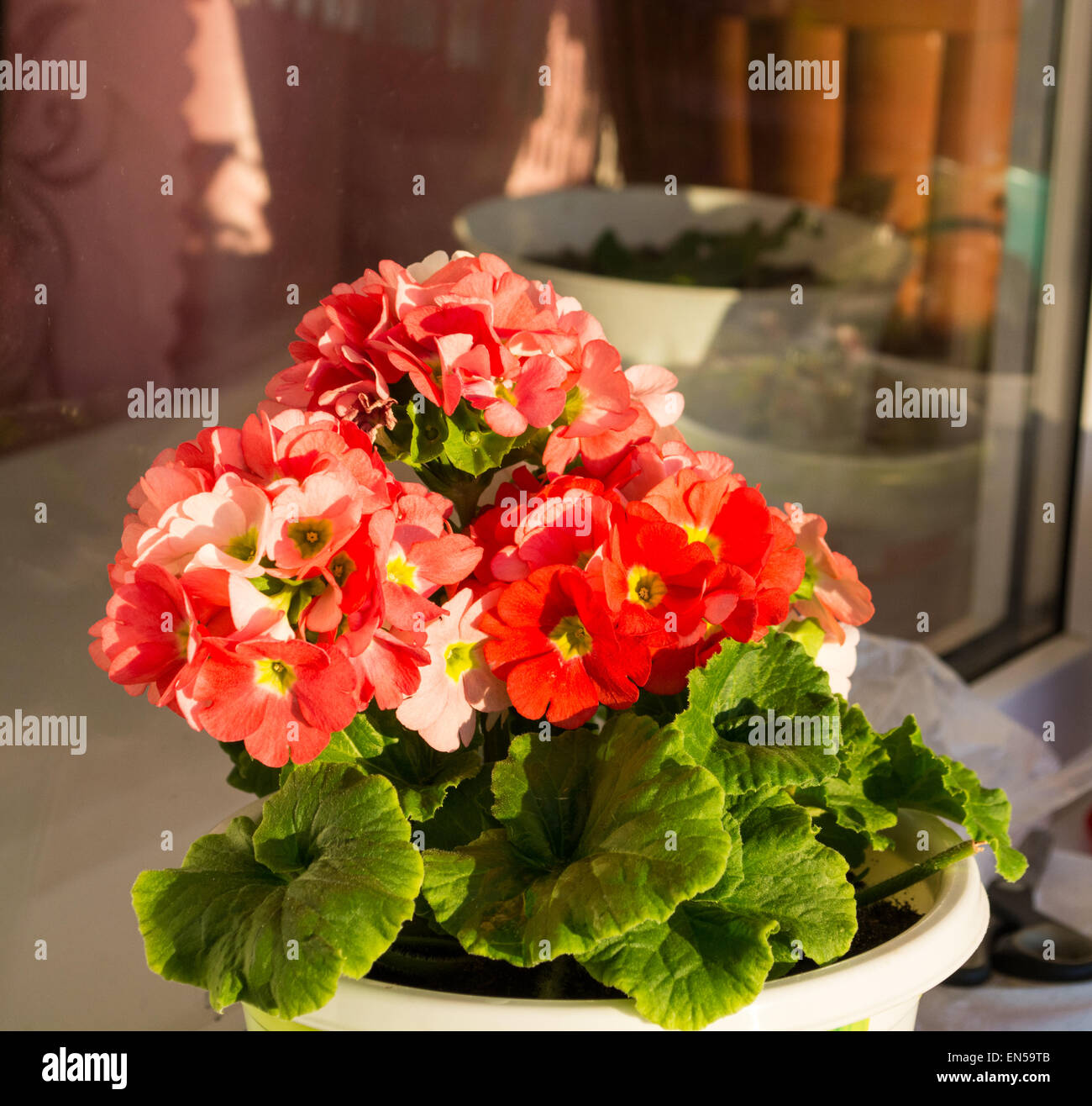 Red geraniums in pot hi-res stock photography and images - Alamy