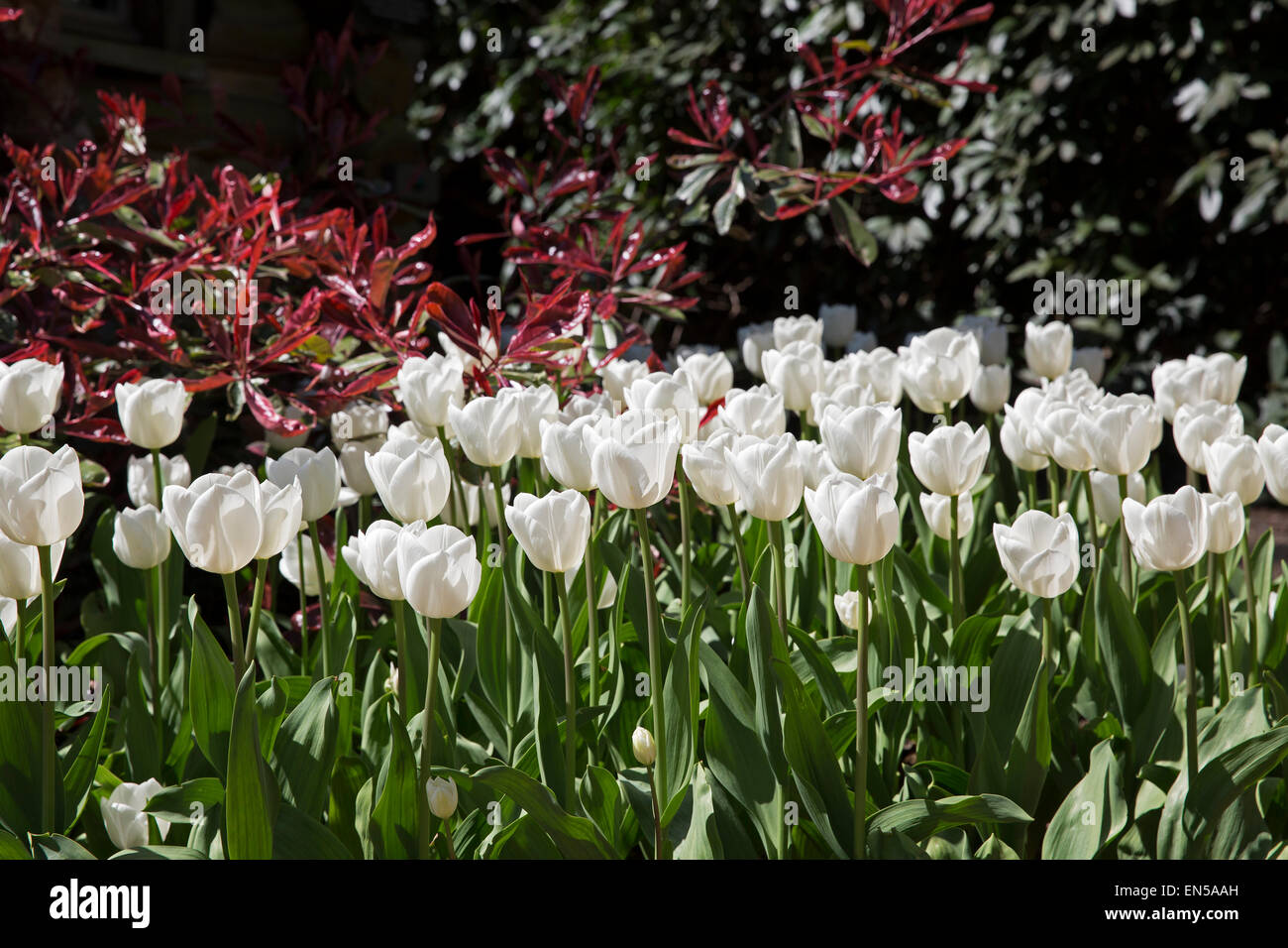 White tulips in bloom at Emmetts Gardens in Kent Stock Photo - Alamy