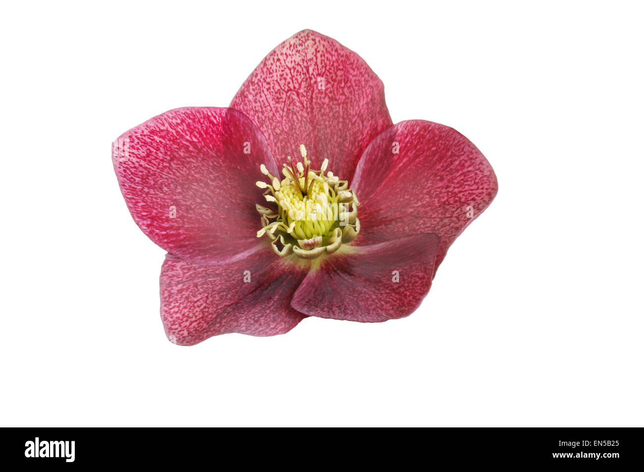 Single dusky red Helliborus flower isolated against white Stock Photo ...