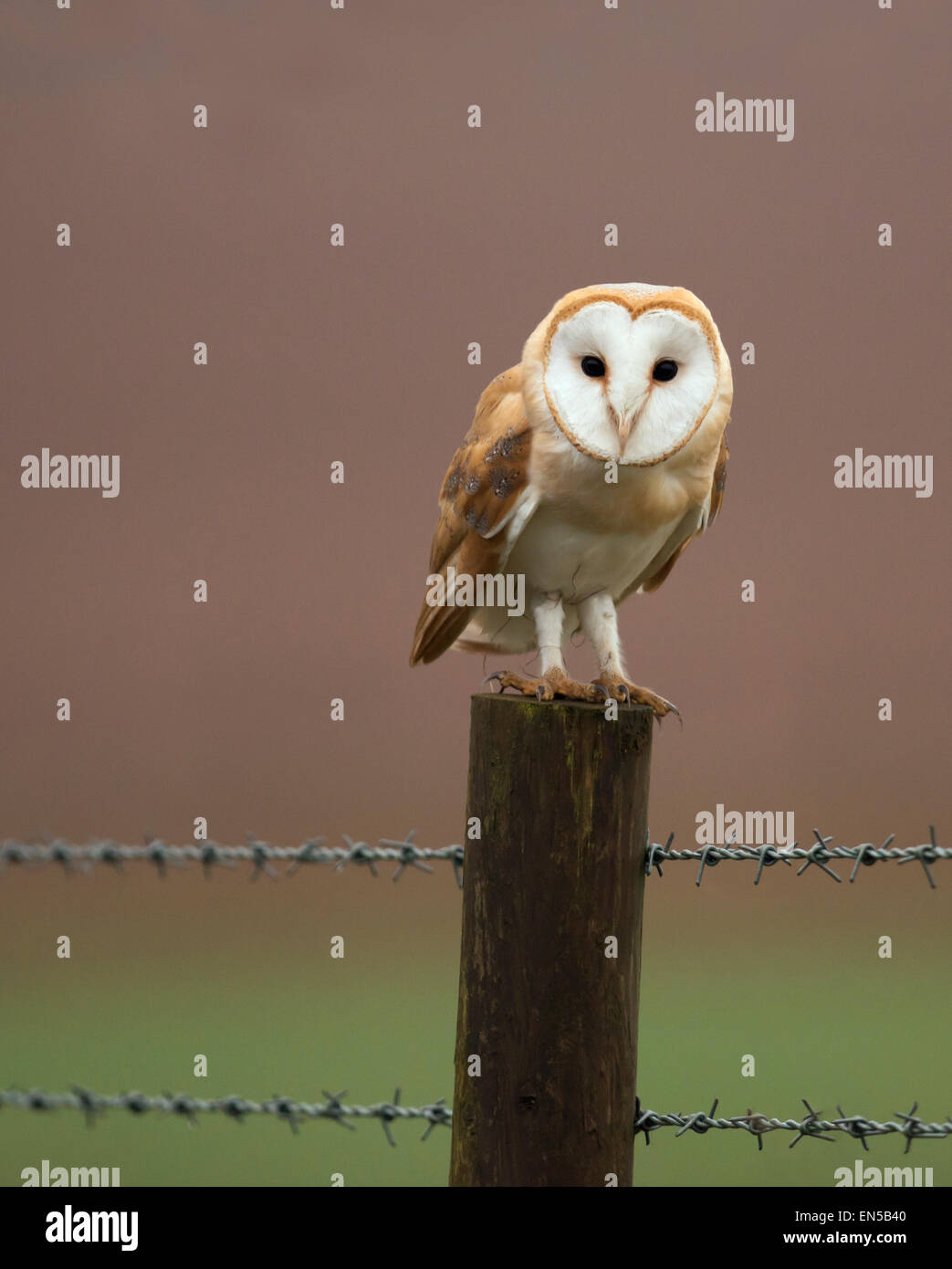 Barn owl on wooden fence post hi-res stock photography and images - Alamy