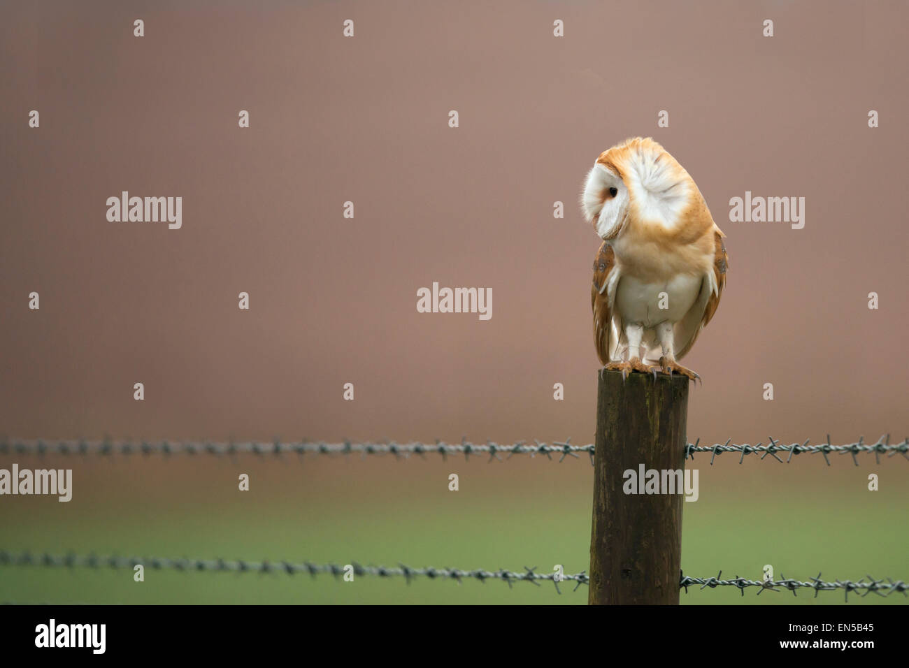Ruffled Wild Barn Owl Tyto Alba perched on wooden fence post ...