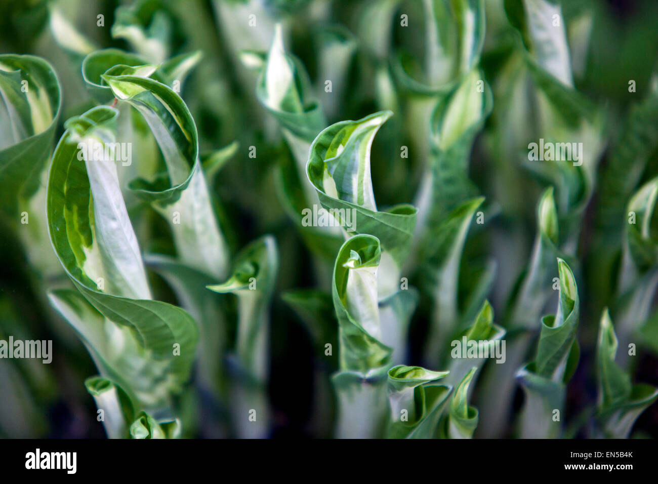 Early spring hosta plants new leaves variegated Stock Photo - Alamy