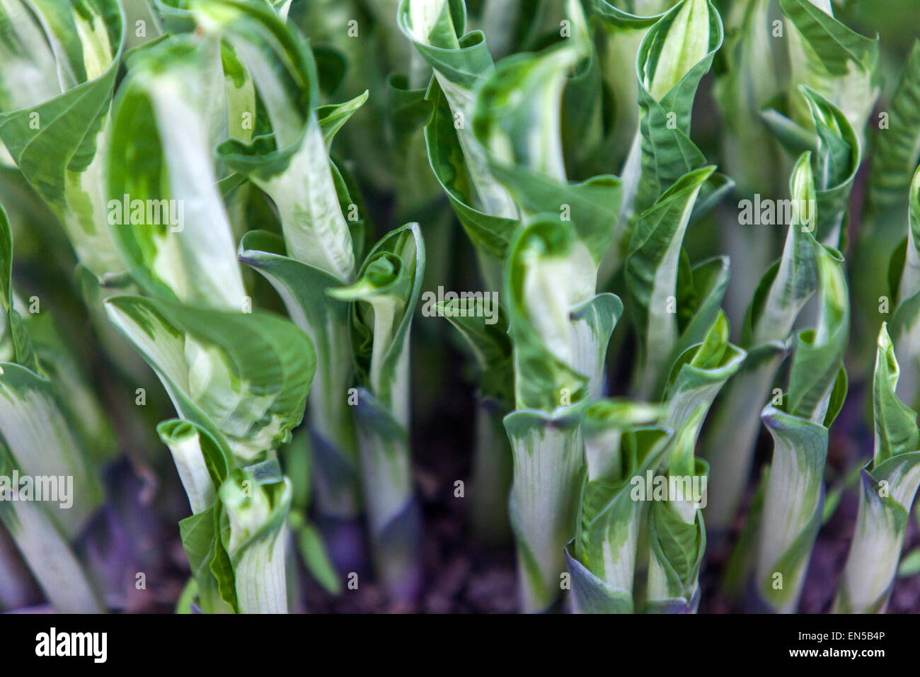 Hosta sprout hostas sprouts hi-res stock photography and images - Alamy