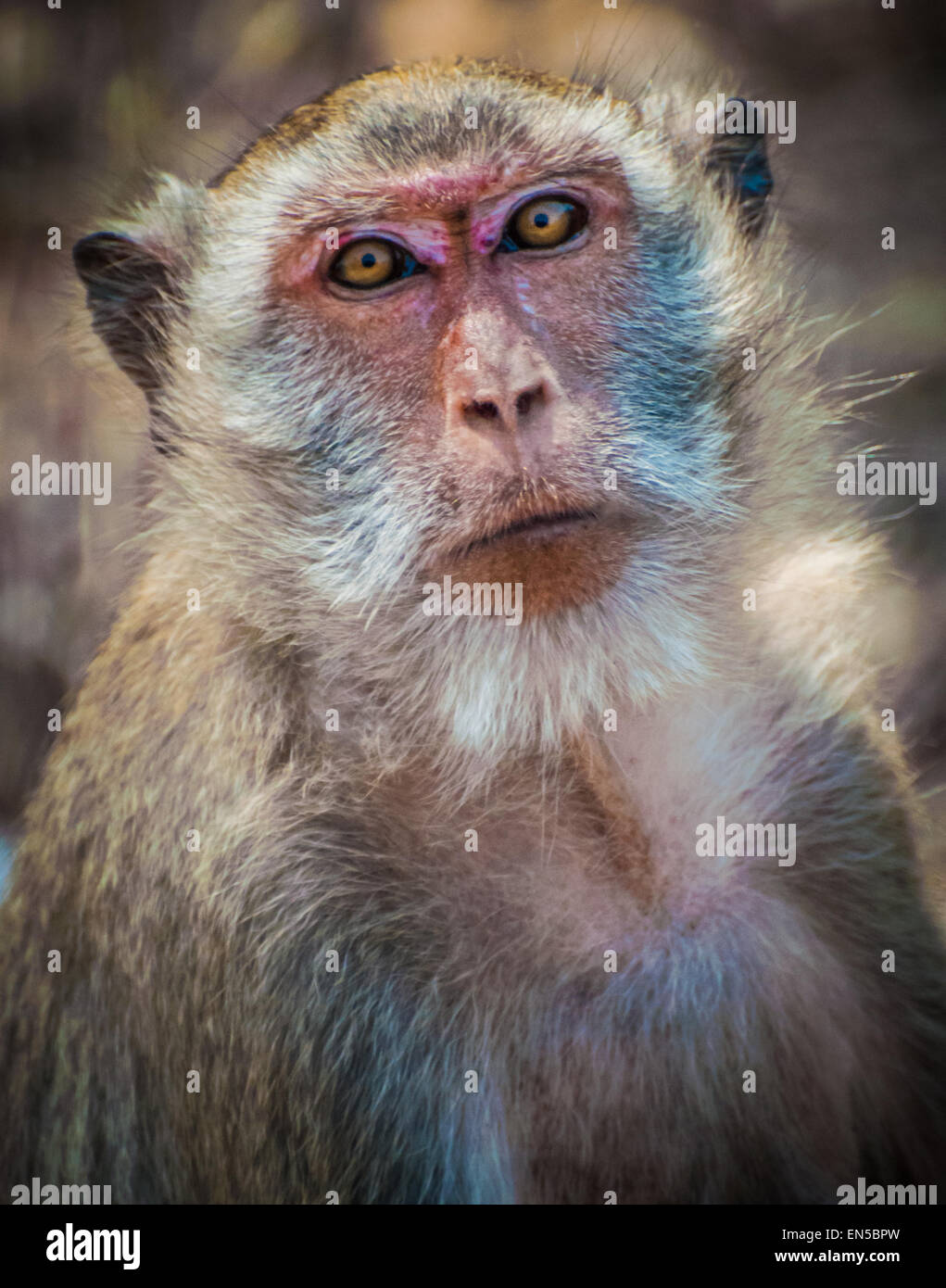 Monkey outdoor hi-res stock photography and images - Alamy