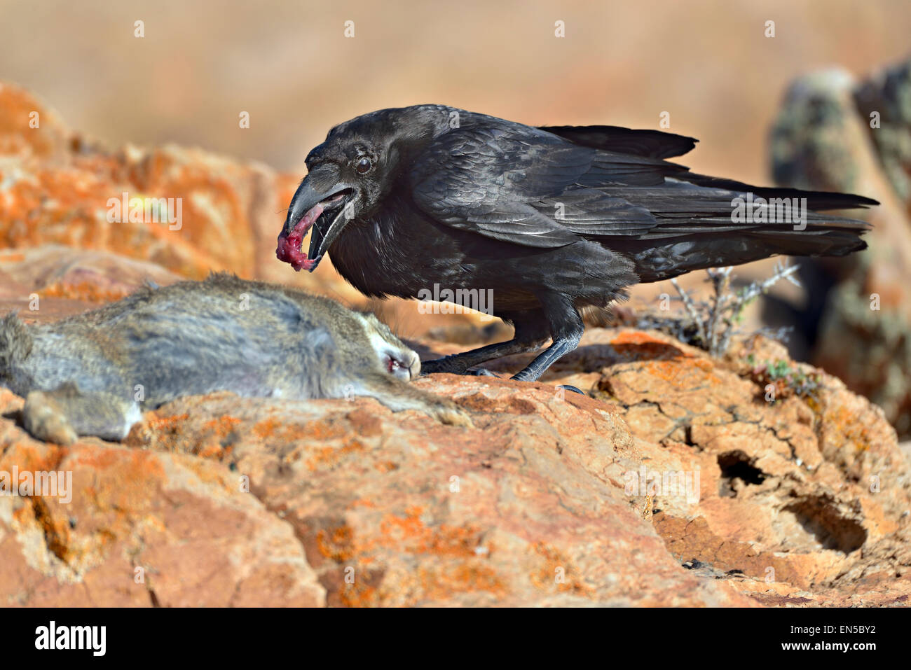 Fuerteventura island, Rural NP, Corvus corax tingitanus, Common Raven ...