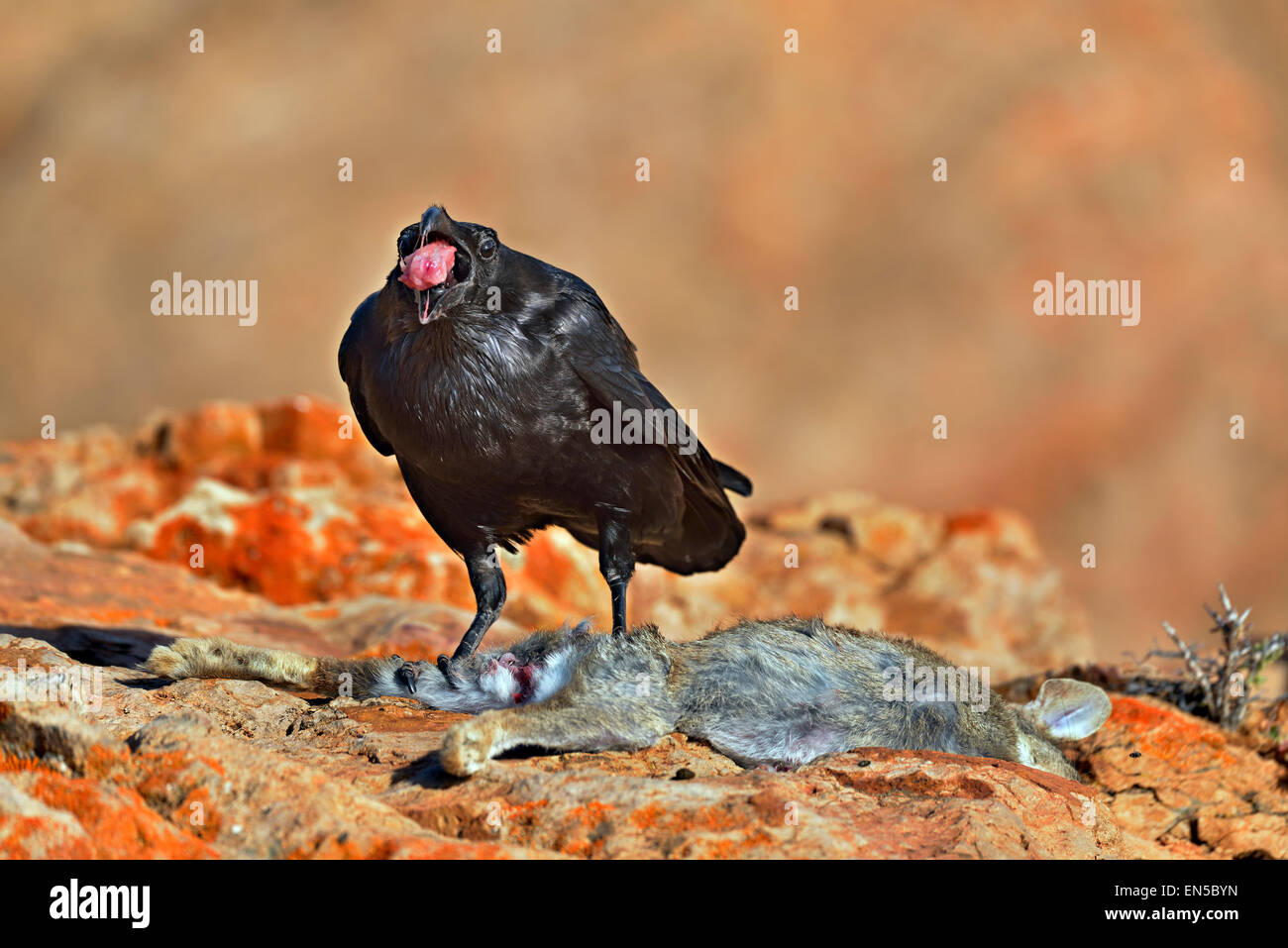 Raven with entrails of rabbit in its billy goat hi-res stock ...