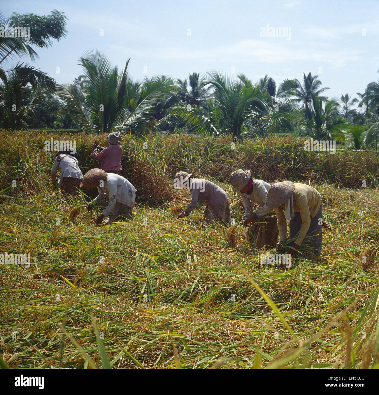 Indonesien, Reisbauern bei der Ernte Stock Photo - Alamy