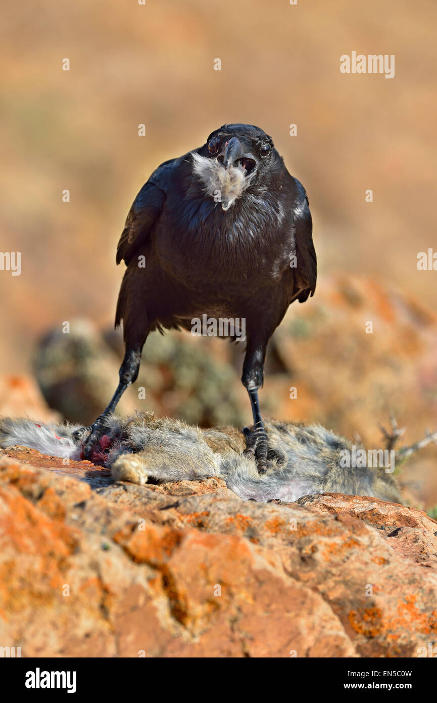 Raven with a rabbit in its billy goat hi-res stock photography and ...
