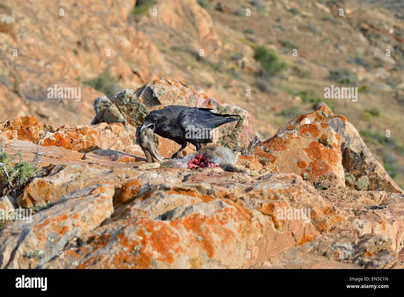 Fuerteventura island, Corvus corax tingitanus, Common Raven eating a ...