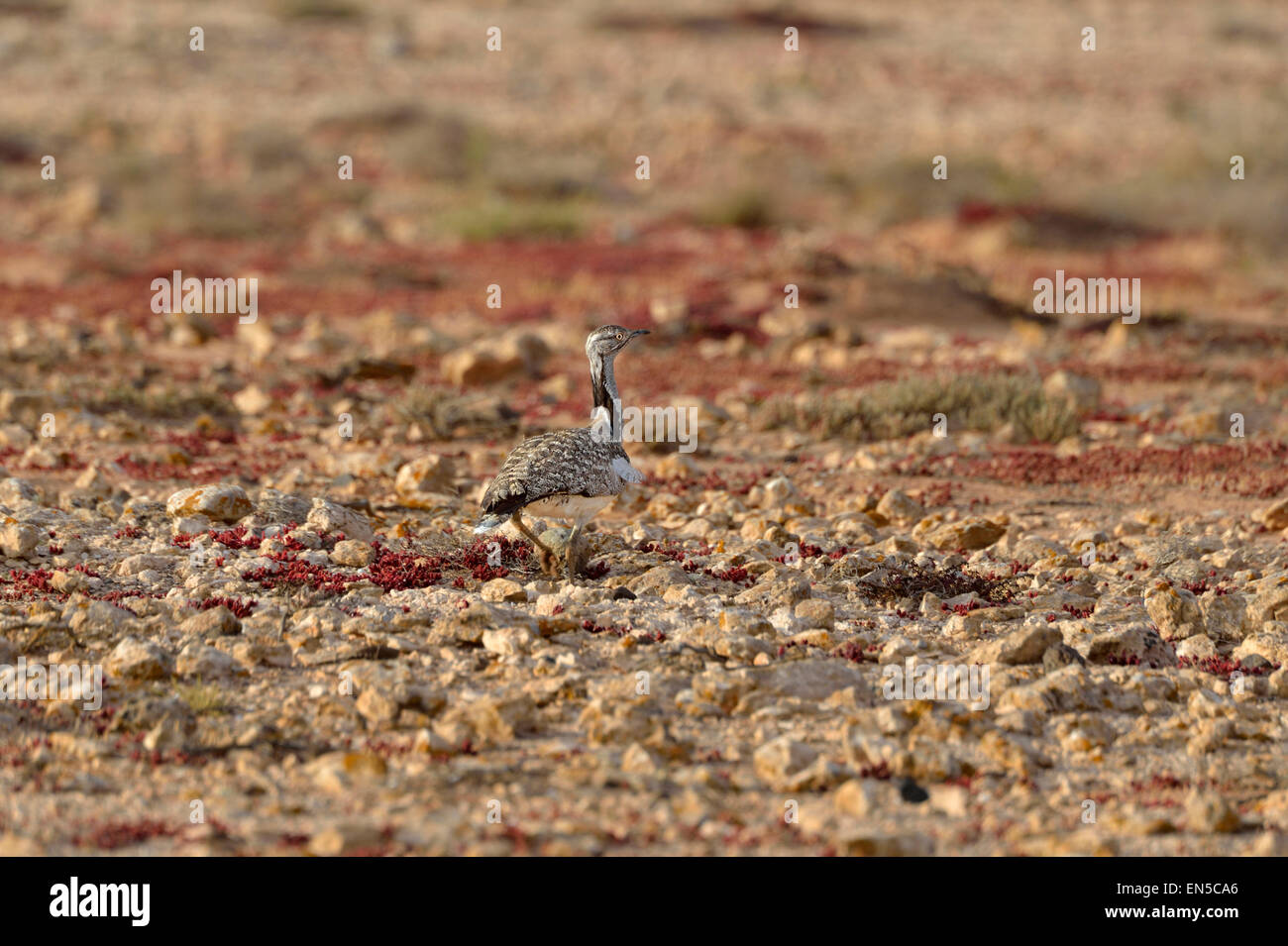 Chlamydotis undulata, Houbara Bustard, Tindaya, Fuerteventura island ...