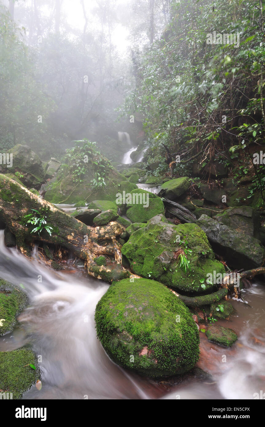 Waterfall in deep green forest hi-res stock photography and images - Alamy