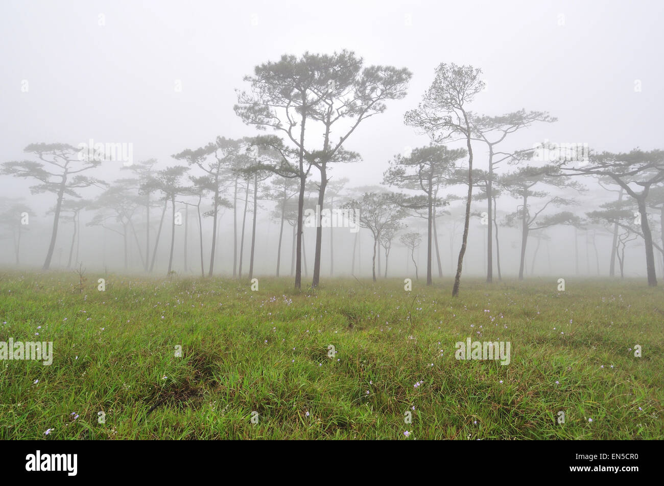 Fog mist grass field rain hi-res stock photography and images - Alamy