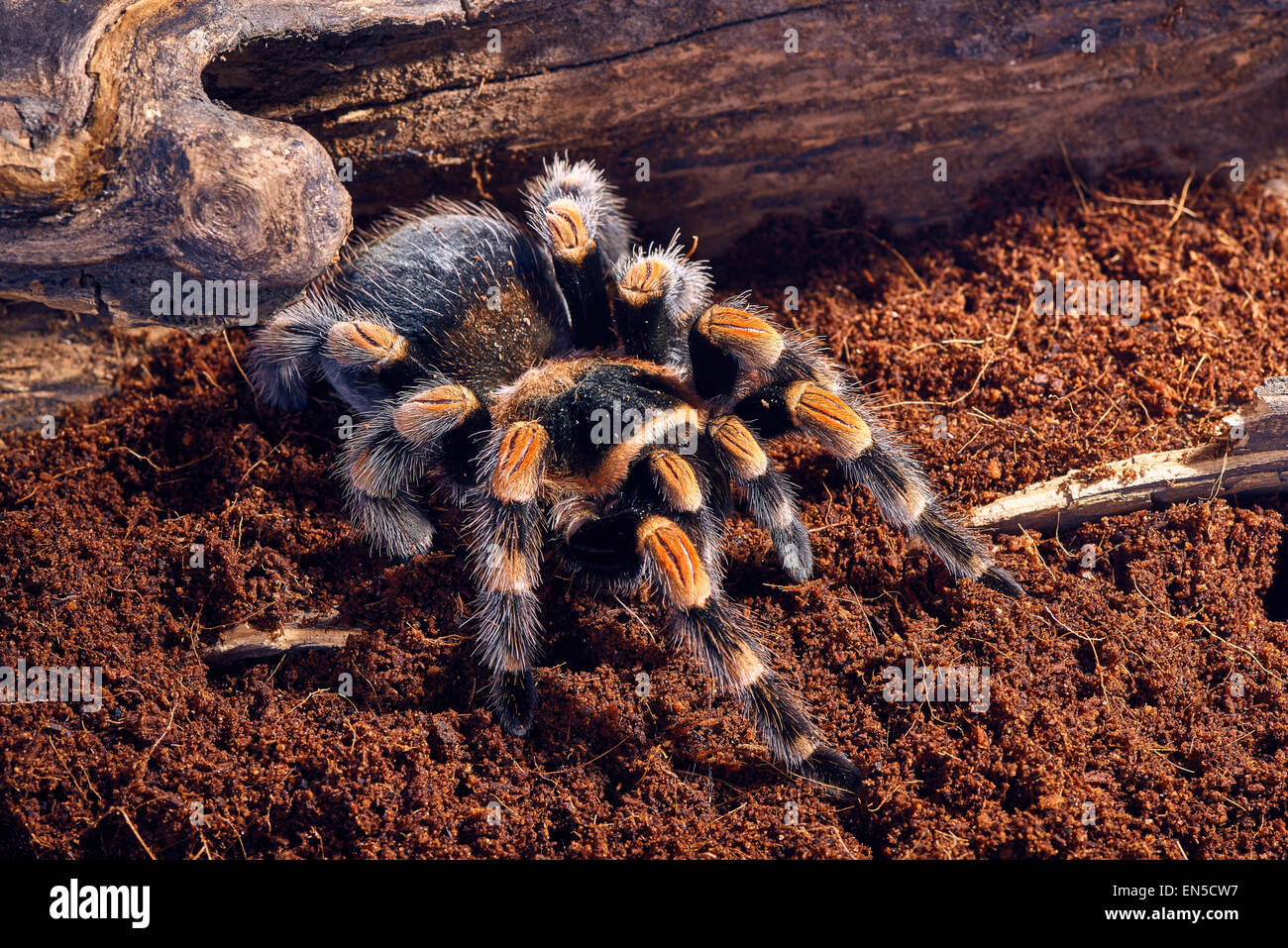 Mexican red knee tarantula Stock Photo - Alamy
