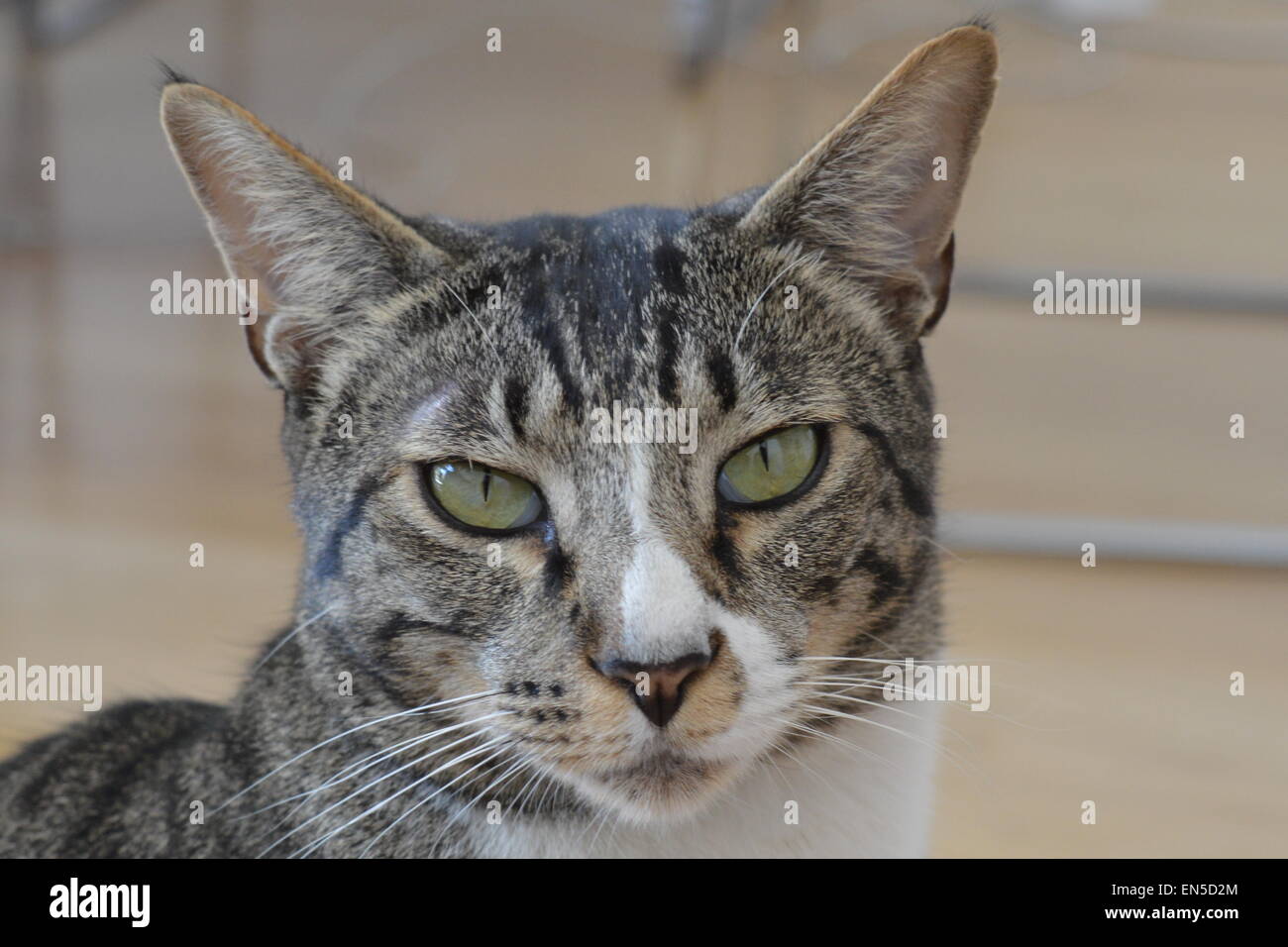 A close up of a cat Stock Photo - Alamy