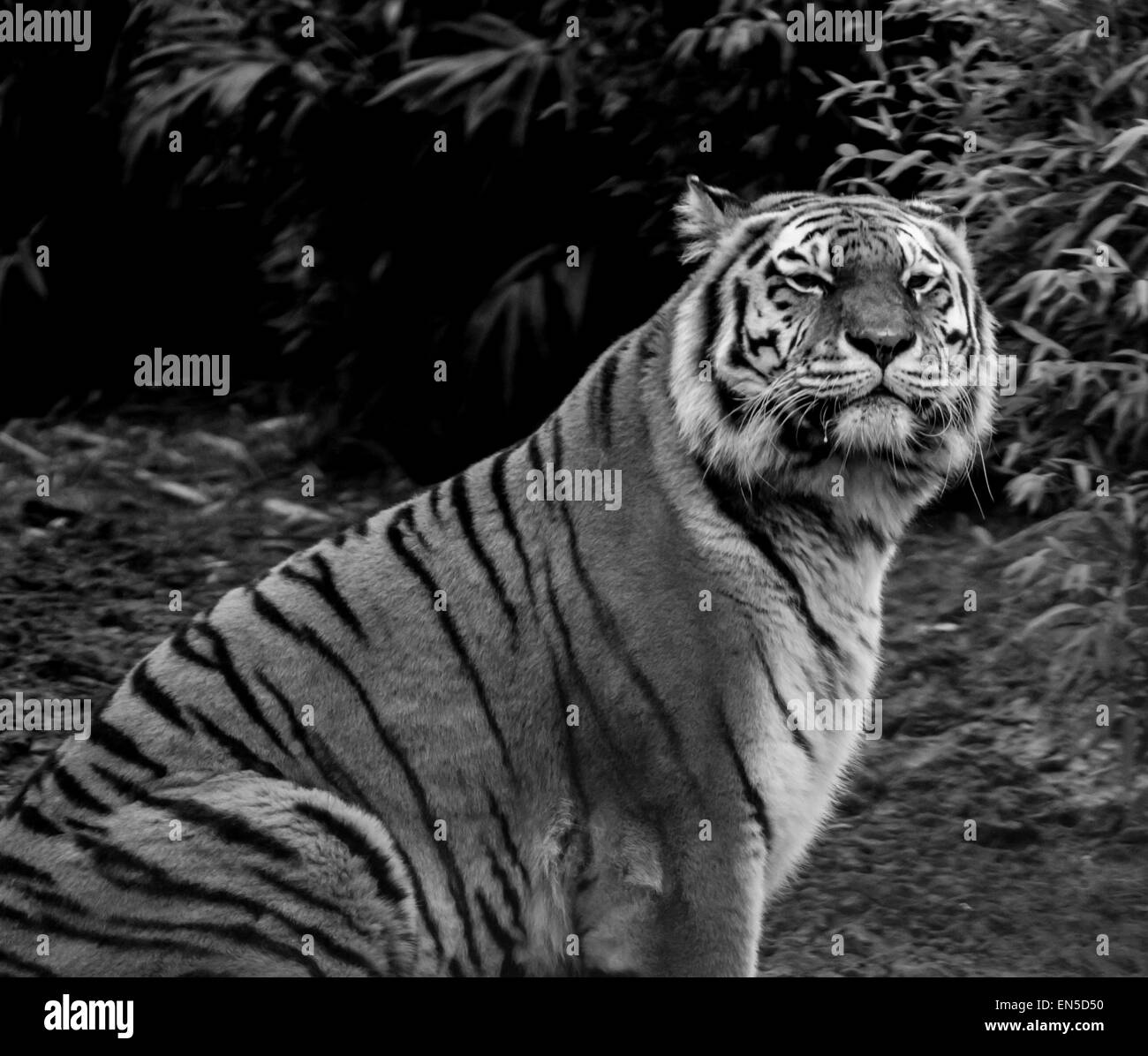 A Tigers Stare Stock Photo - Alamy