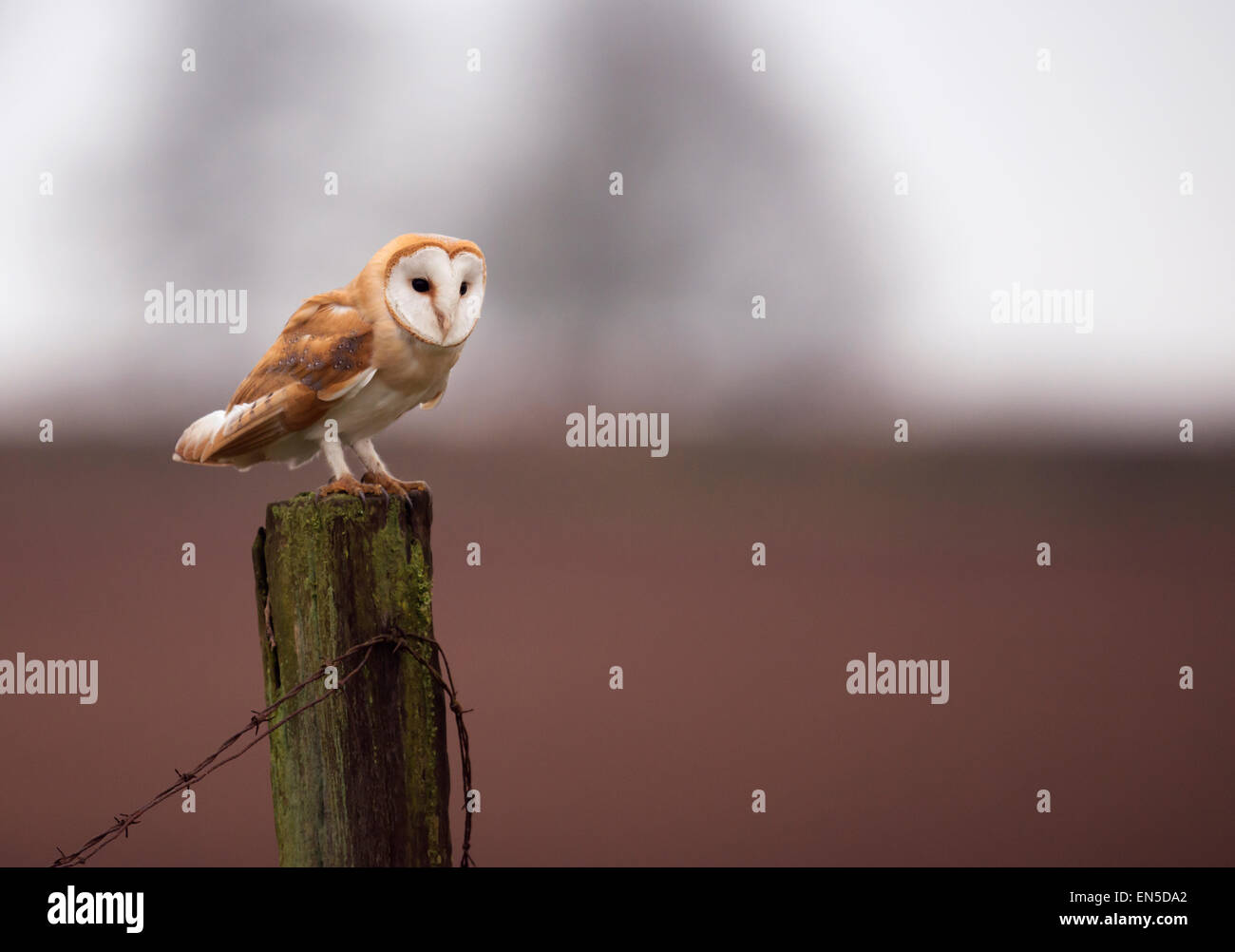 Barn owl on wooden fence post hi-res stock photography and images - Alamy