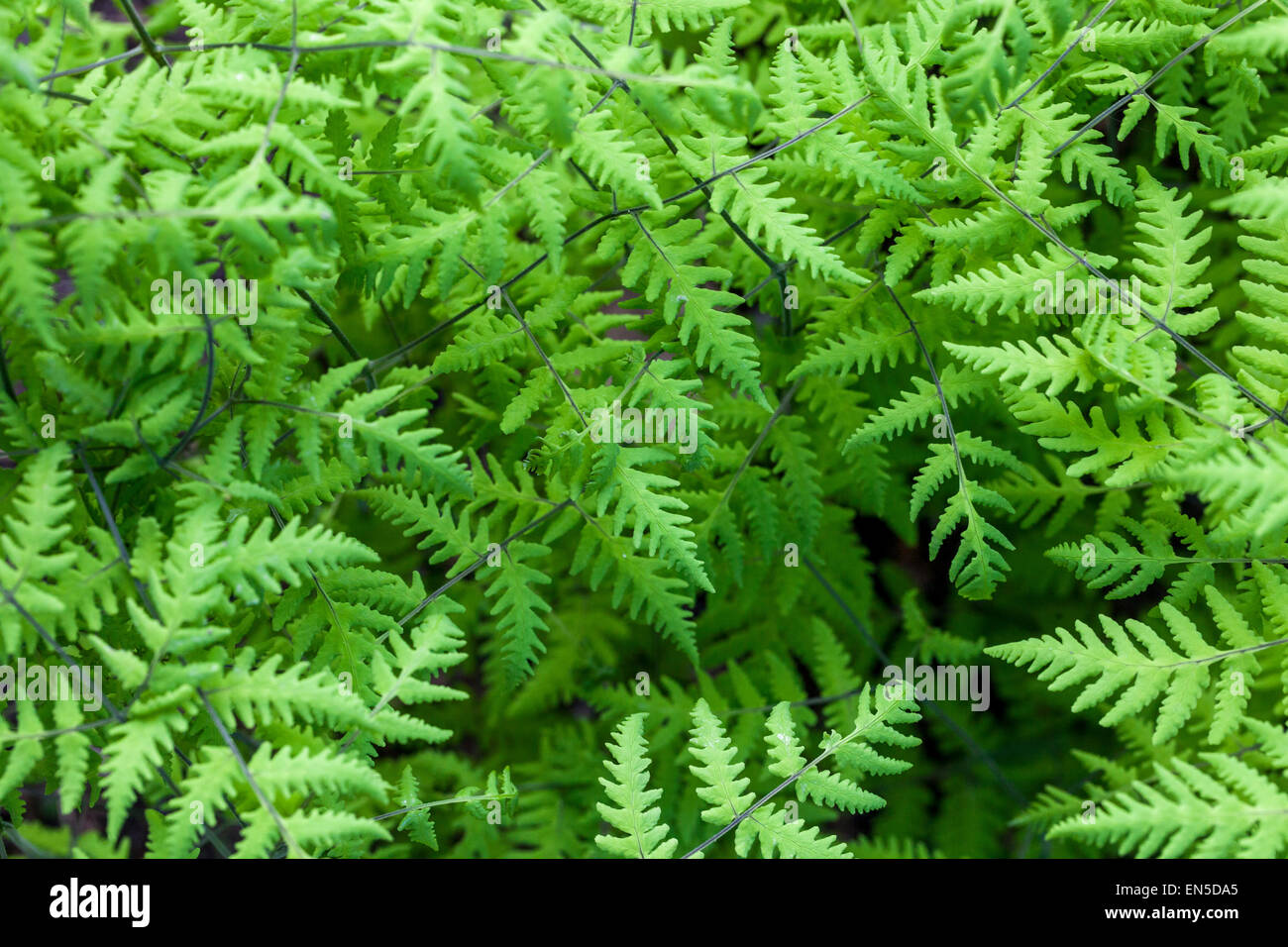 Oak fern leaves, Gymnocarpium dryopteris Stock Photo - Alamy