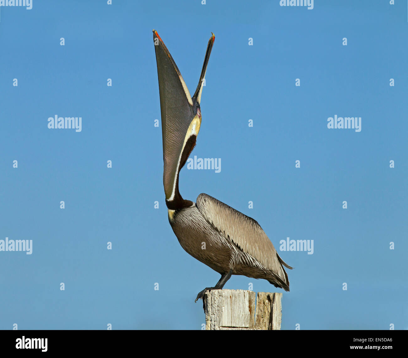 Pelican catching fish in sea hi-res stock photography and images - Alamy