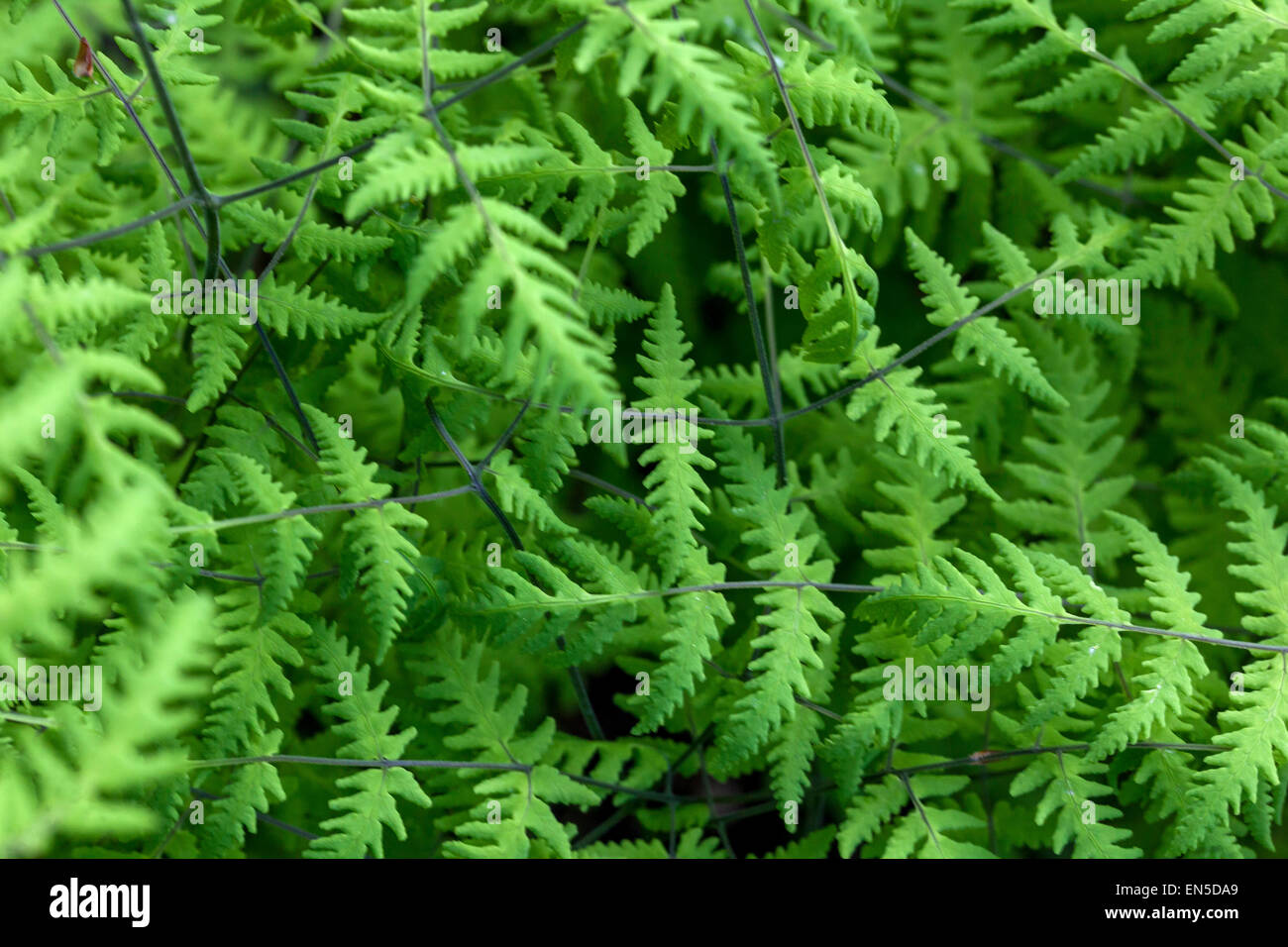 Gymnocarpium hi-res stock photography and images - Alamy