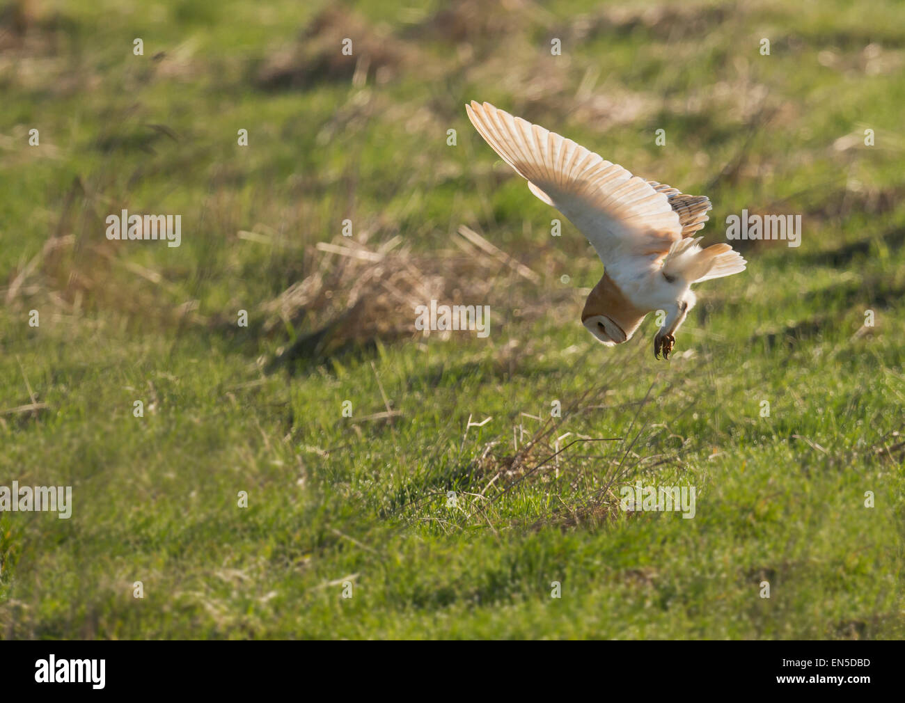 Wild Barn Owl Tyto Alba diving on unsuspecting prey, Gloucestershire ...