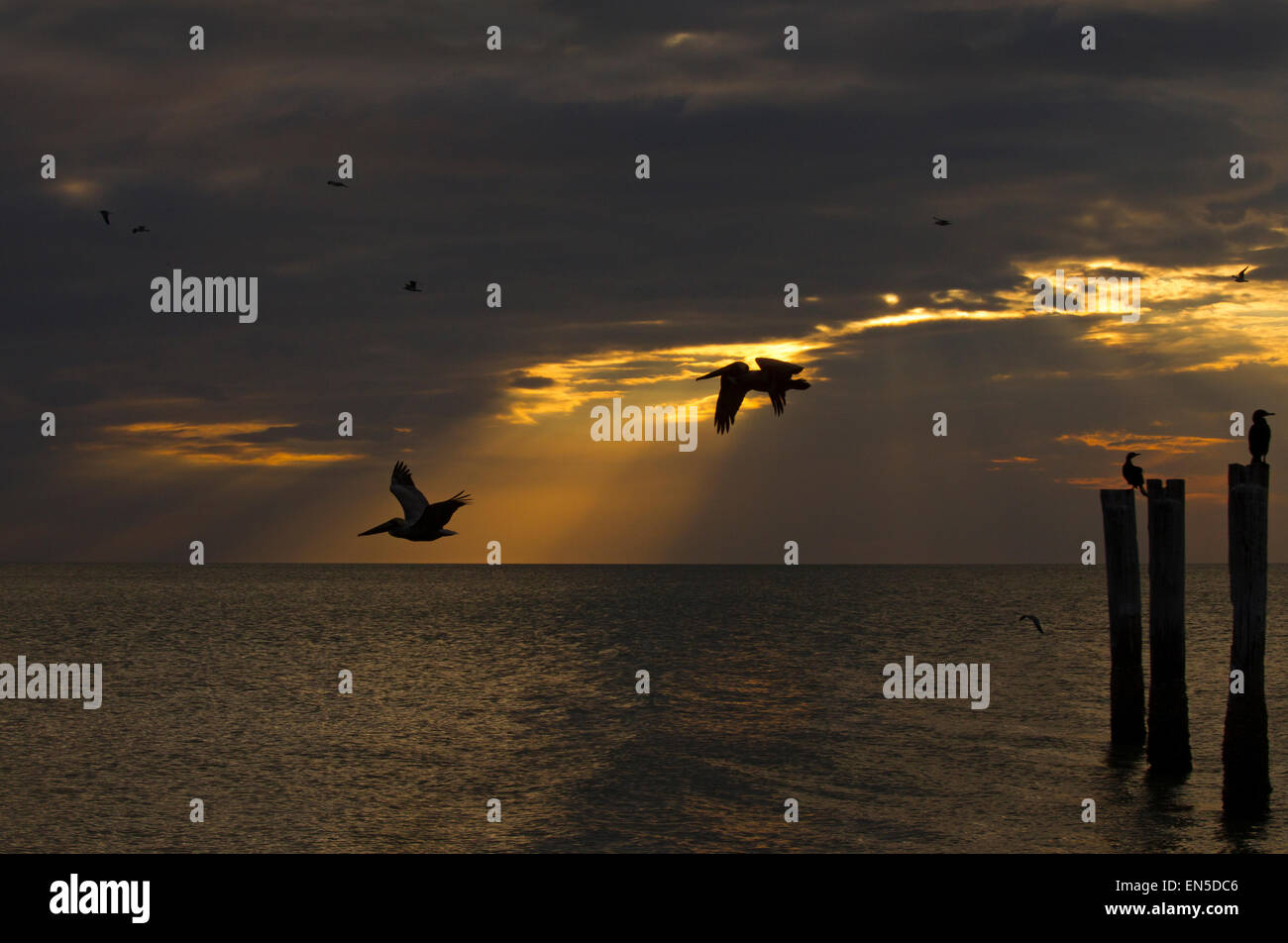 Birds evening flight at sunset hi-res stock photography and images - Alamy