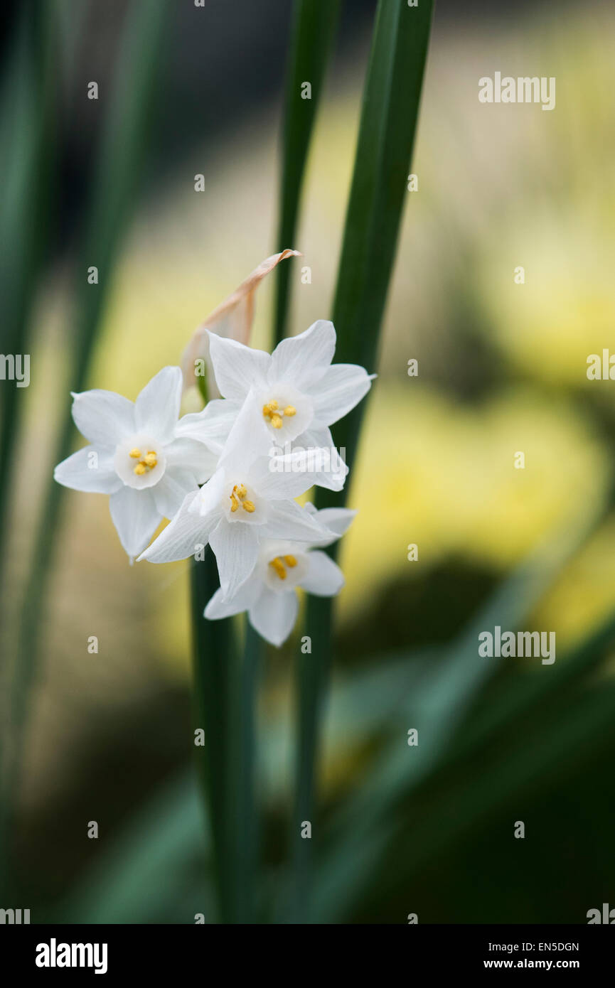 Daffodil flower heads hi-res stock photography and images - Alamy