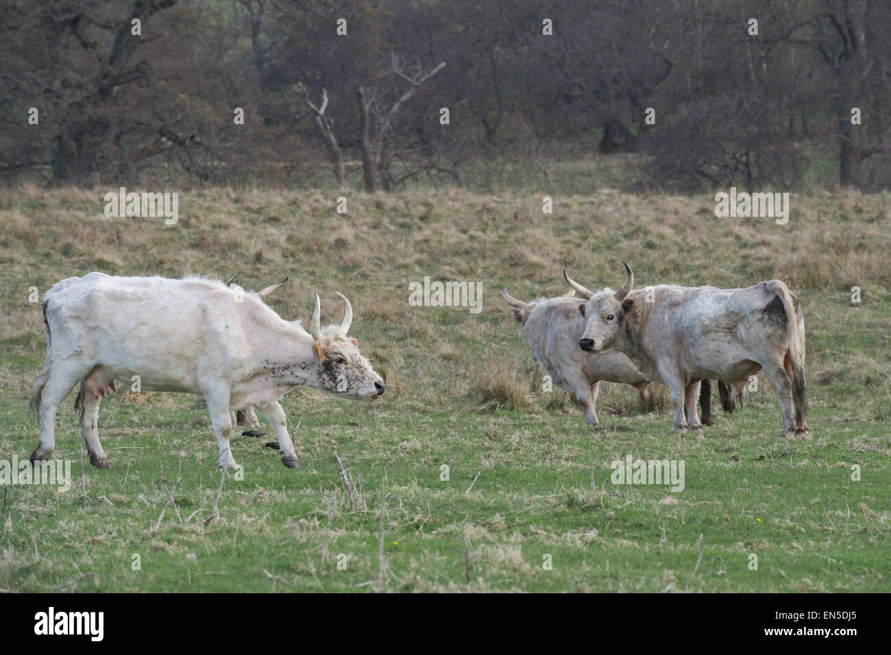 Chillingham wild cattle. Northumberland. England Stock Photo - Alamy