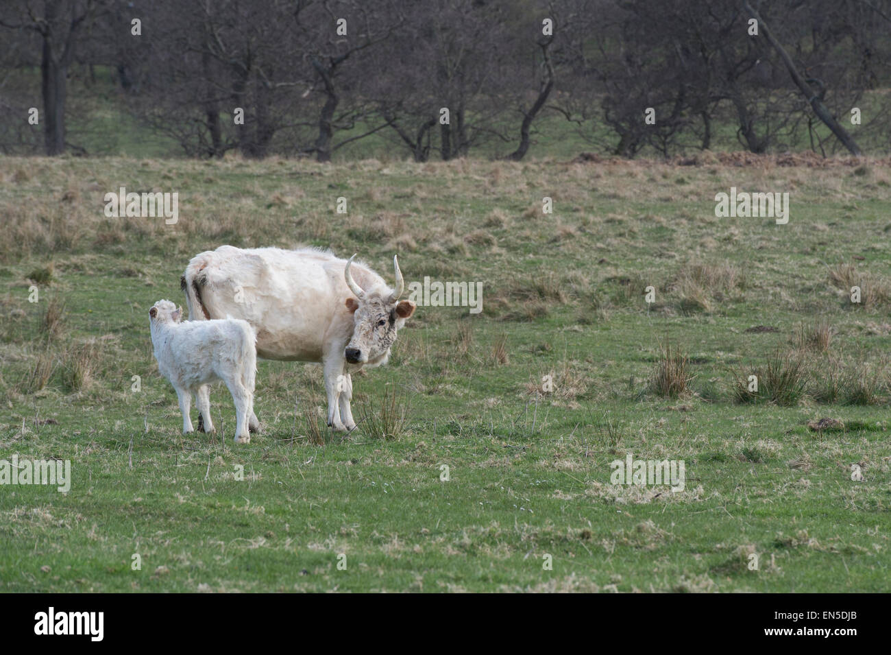 Chillingham wild cattle hi-res stock photography and images - Alamy