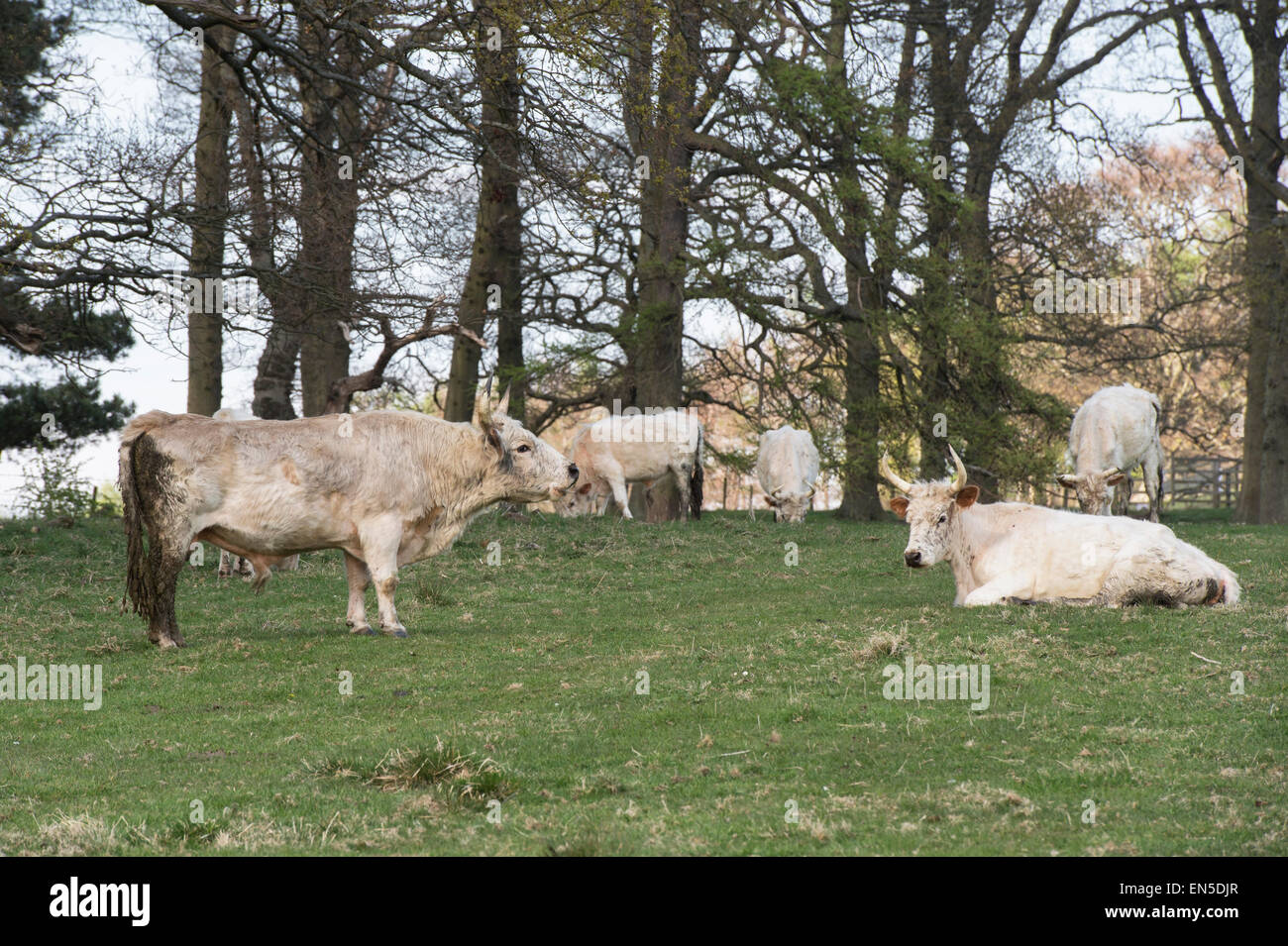 Bull moo mooing hi-res stock photography and images - Alamy