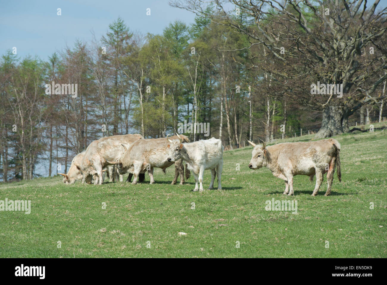 Chillingham wild cattle. Northumberland. England Stock Photo - Alamy