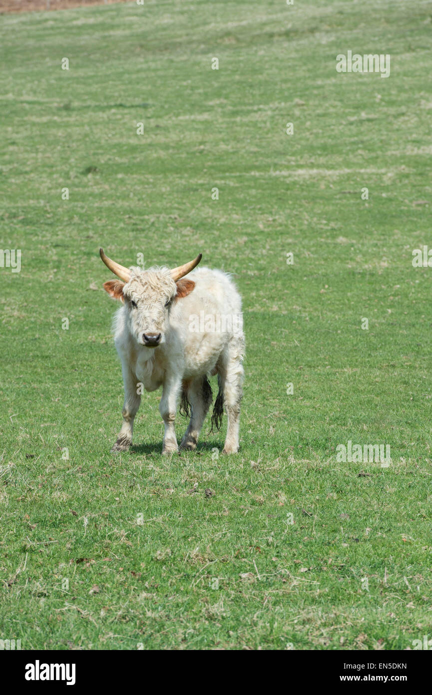 Chillingham wild cattle. Northumberland. England Stock Photo - Alamy