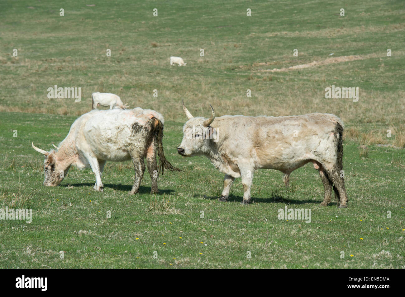 Chillingham wild cattle. Northumberland. England Stock Photo - Alamy
