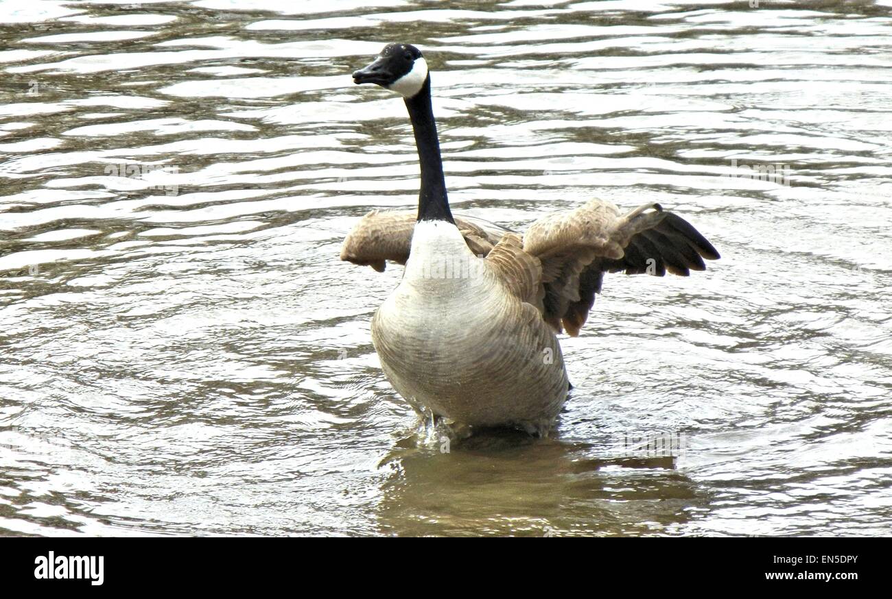 Wet Goose Head High Resolution Stock Photography and Images - Alamy