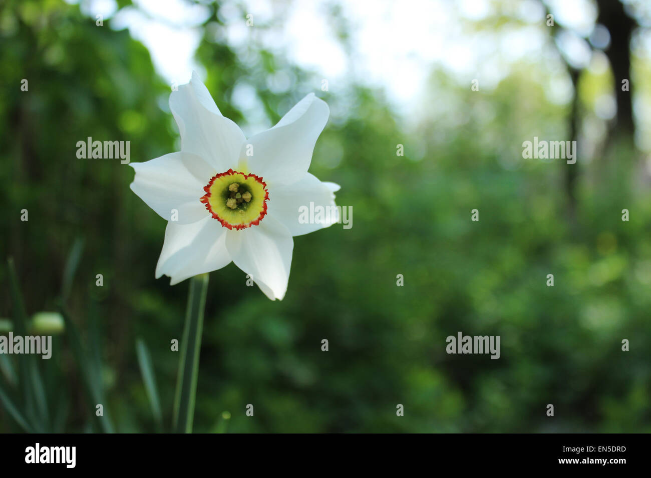 Smelling yellow flower hi-res stock photography and images - Alamy