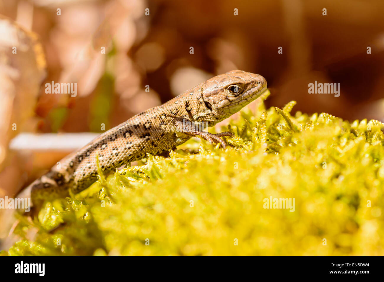 Insects in moss hi-res stock photography and images - Alamy