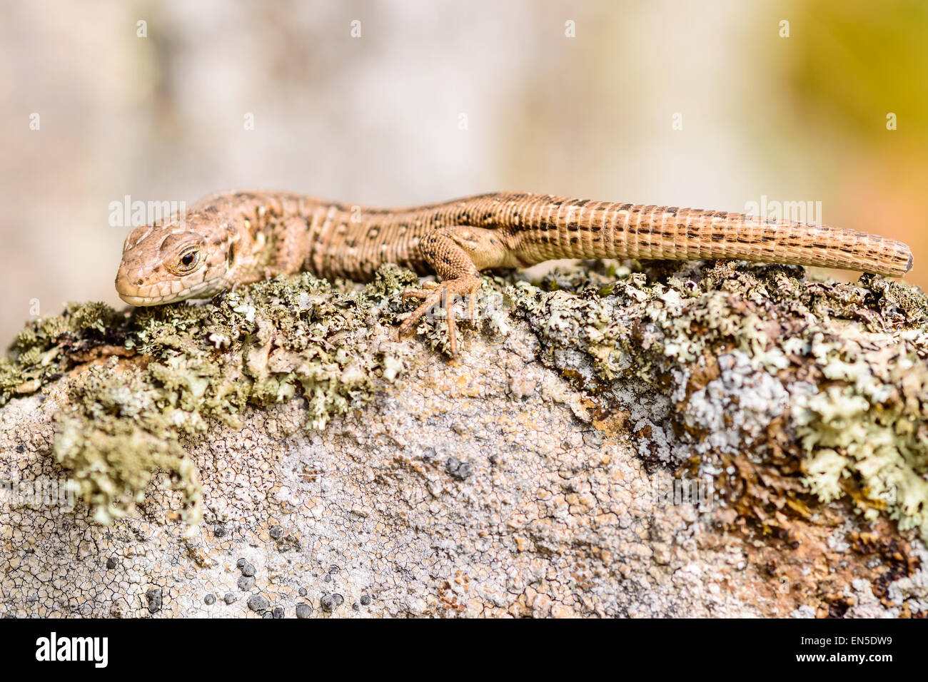Lacertid hi-res stock photography and images - Alamy